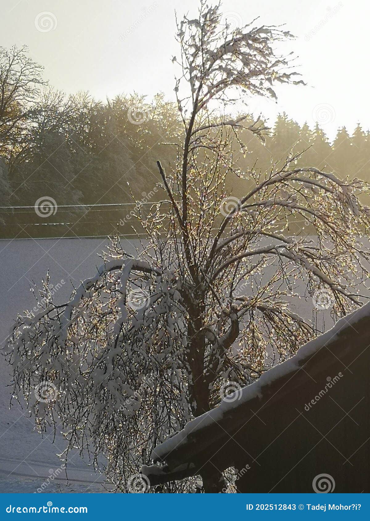 Winter and old tree stock image. Image of plant, lighting - 202512843