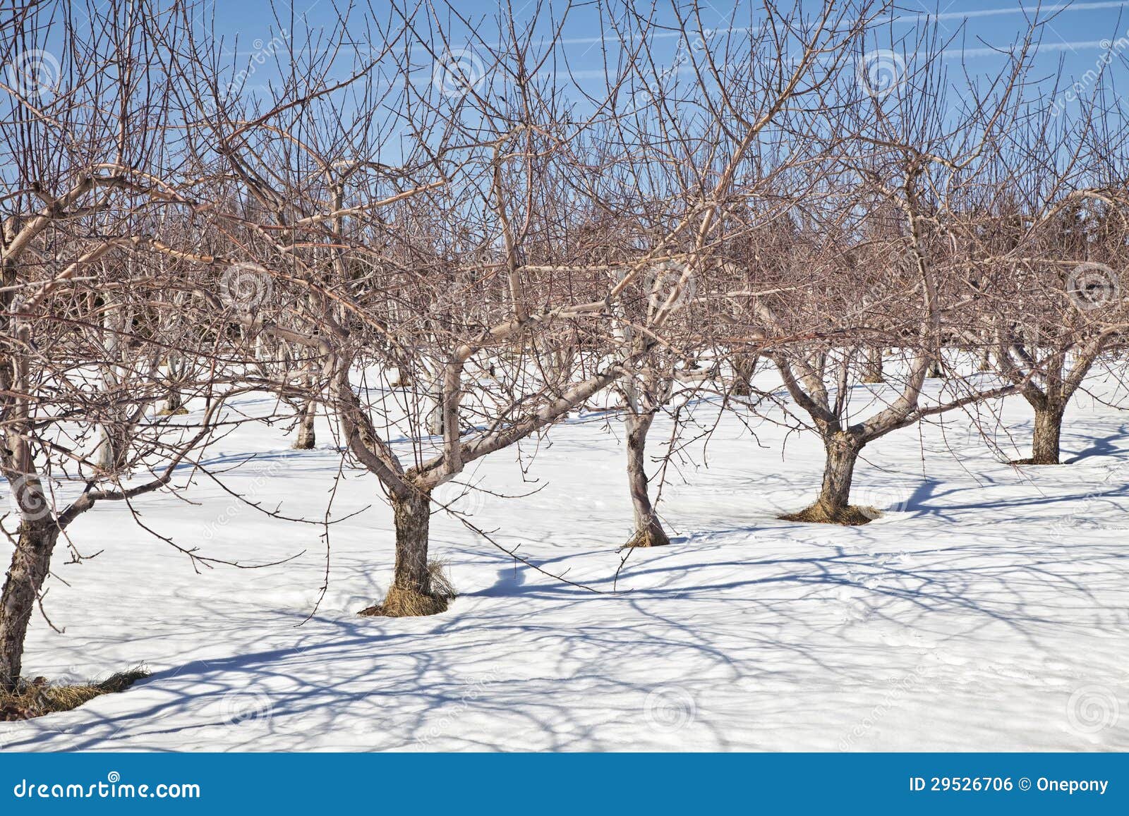 Winter Orchard stock photo. Image of tree, farm, orchard - 29526706