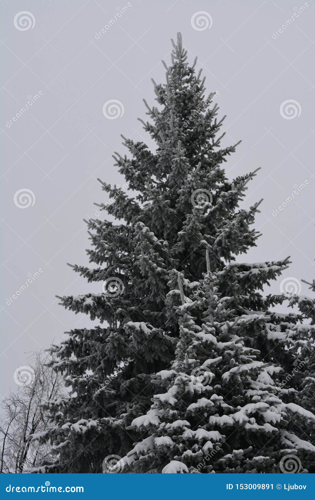 Winter Overcast Day. Large Fir Tree Covered by Snow Stock Image - Image ...
