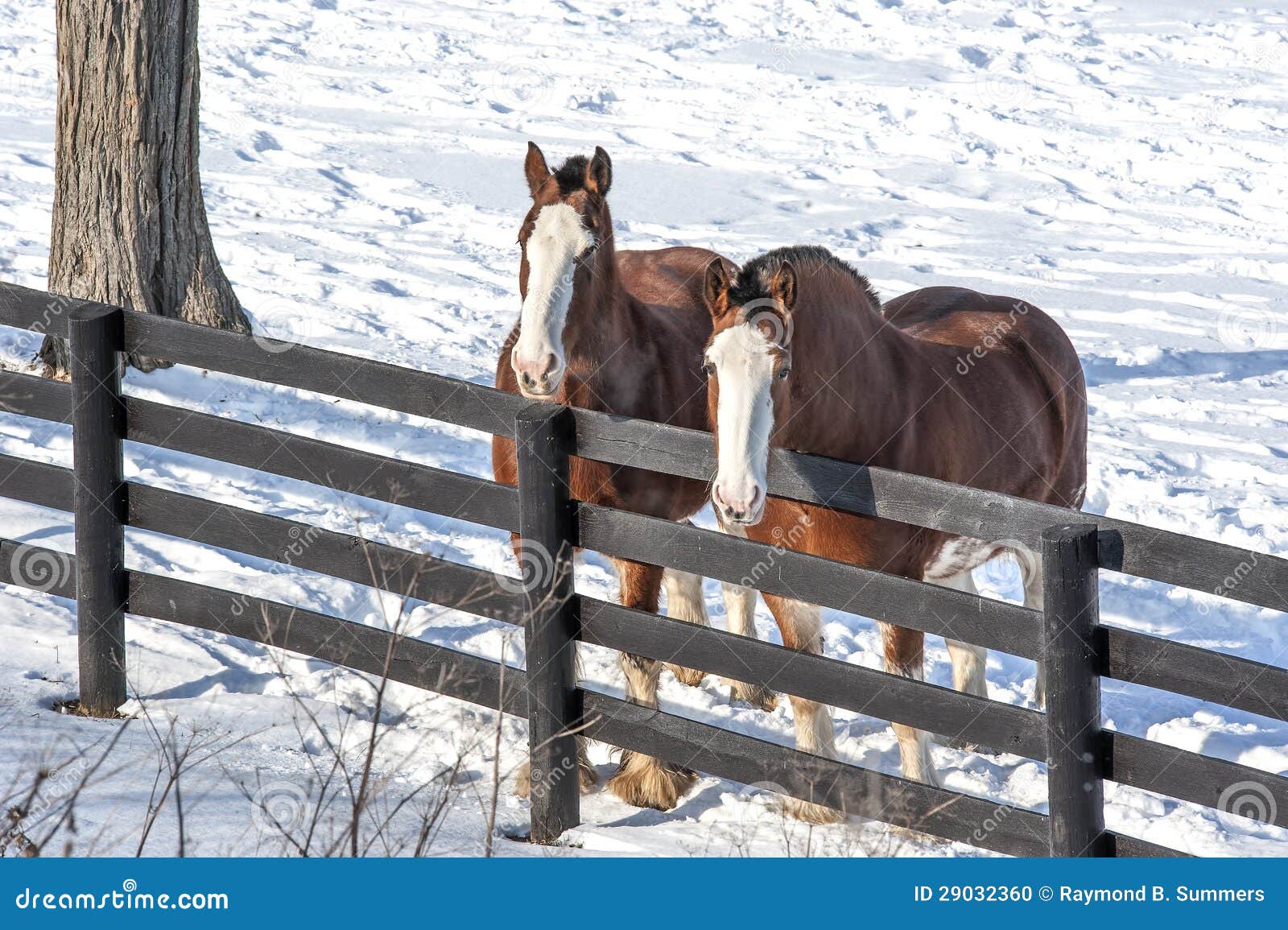 Winter Paddock stock photo. Image of weather, animal - 29032360