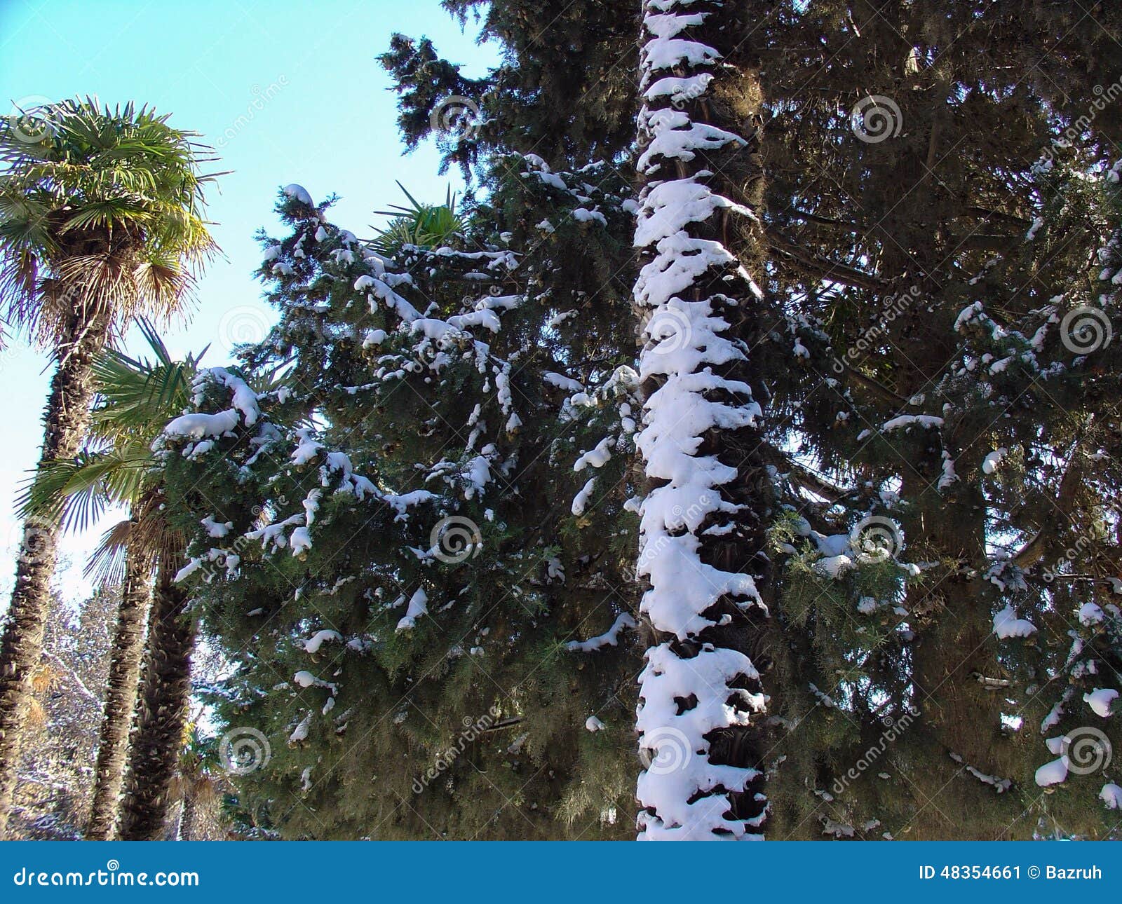 Winter, palm trees in snow stock image. Image of palm - 48354661