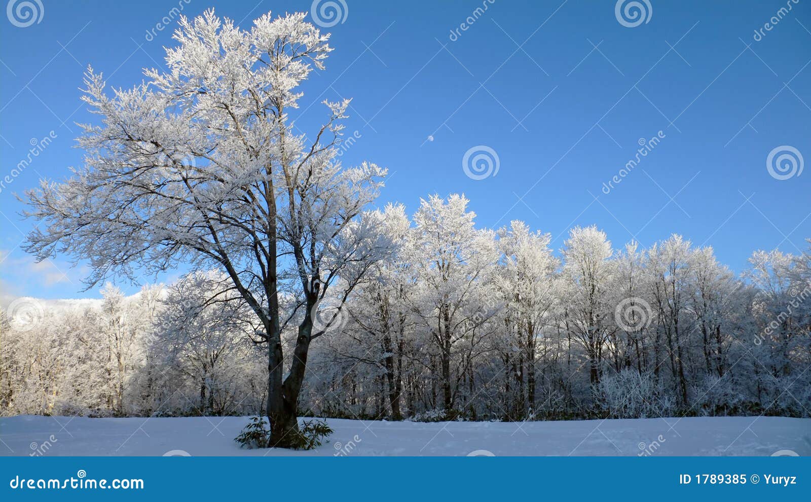 Winter Panoramic Landscape Royalty Free Stock Photo - Image: 1789385