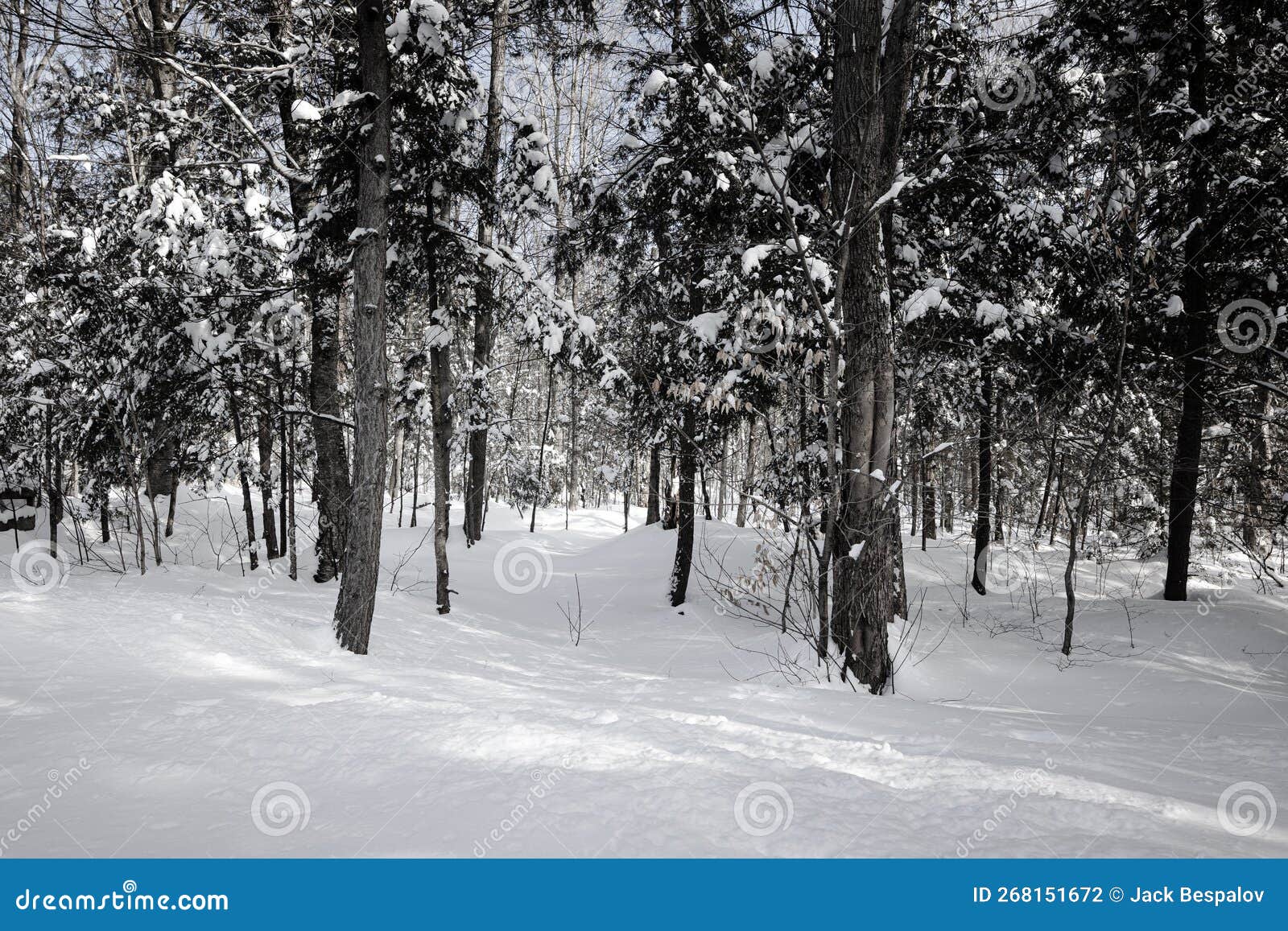 Winter Paradise Canada January in 2023 Stock Photo - Image of outdoor ...