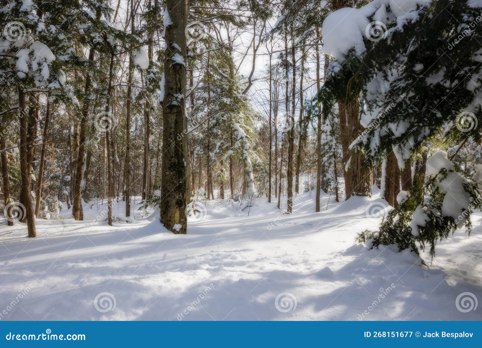 Winter Paradise Canada January in 2023 Stock Image - Image of ...