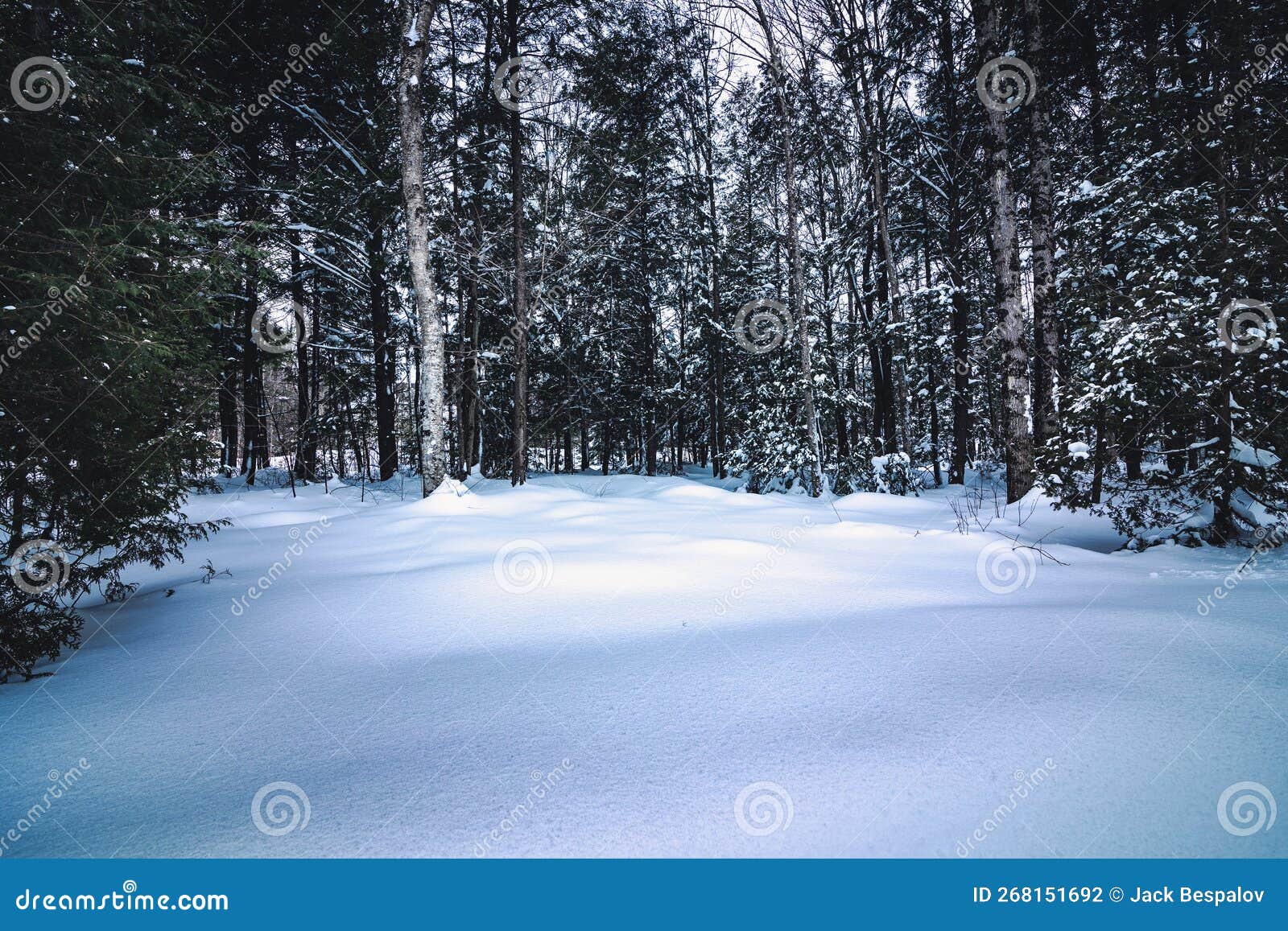 Winter Paradise Canada January in 2023 Stock Photo - Image of cloud ...