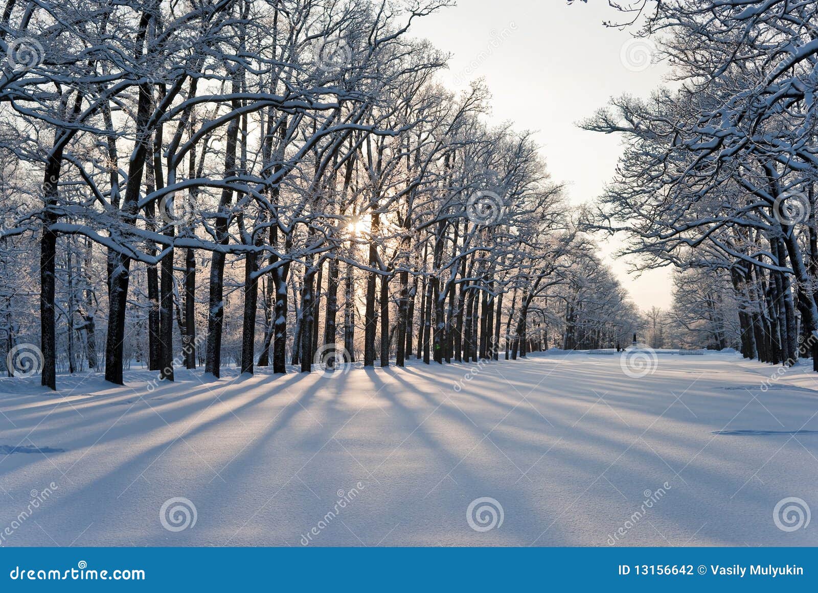 Winter in the park stock photo. Image of cold, frost - 13156642