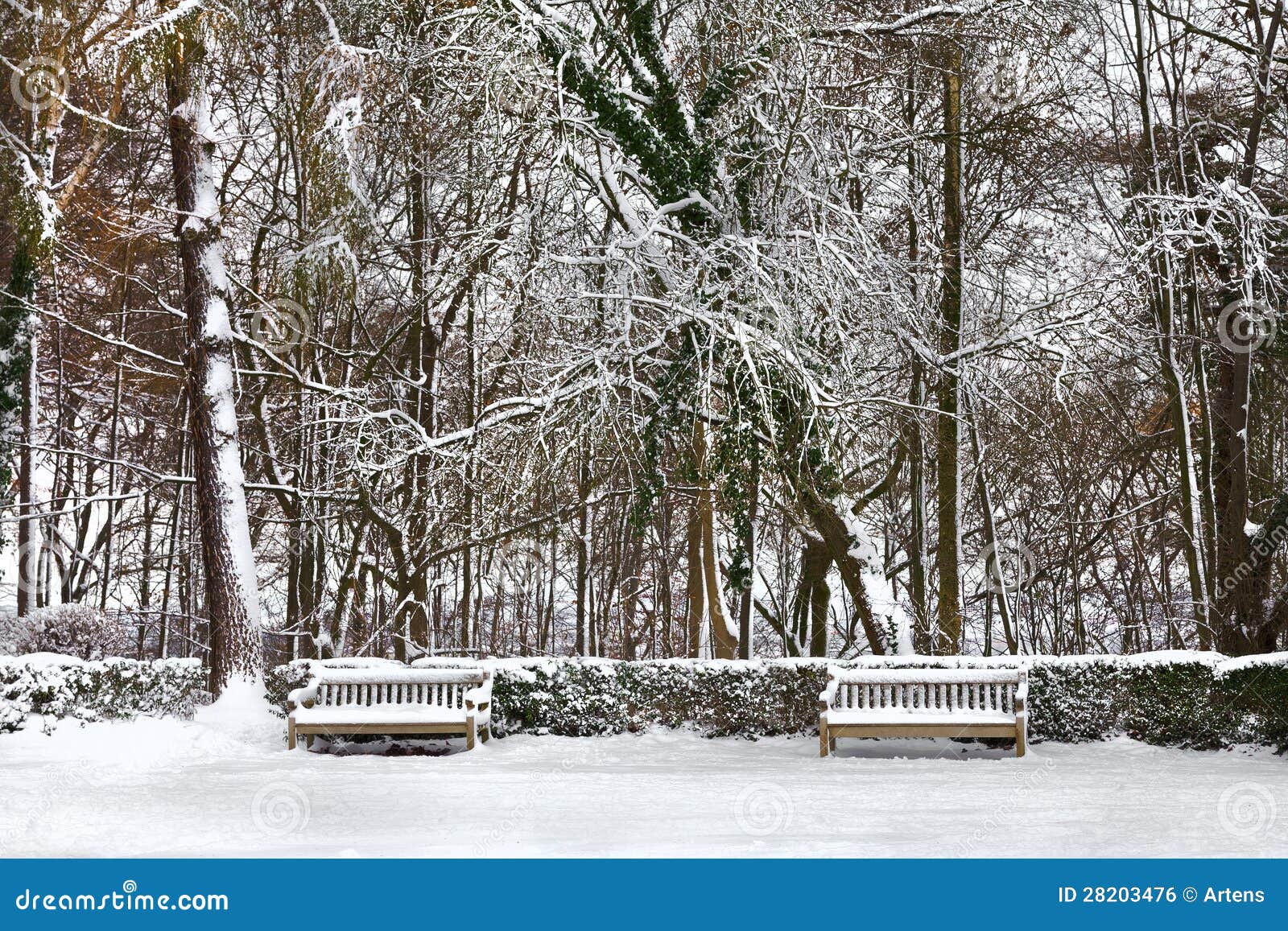 Winter Park. Bench and Spruce Trees Covered with Snow Stock Photo ...
