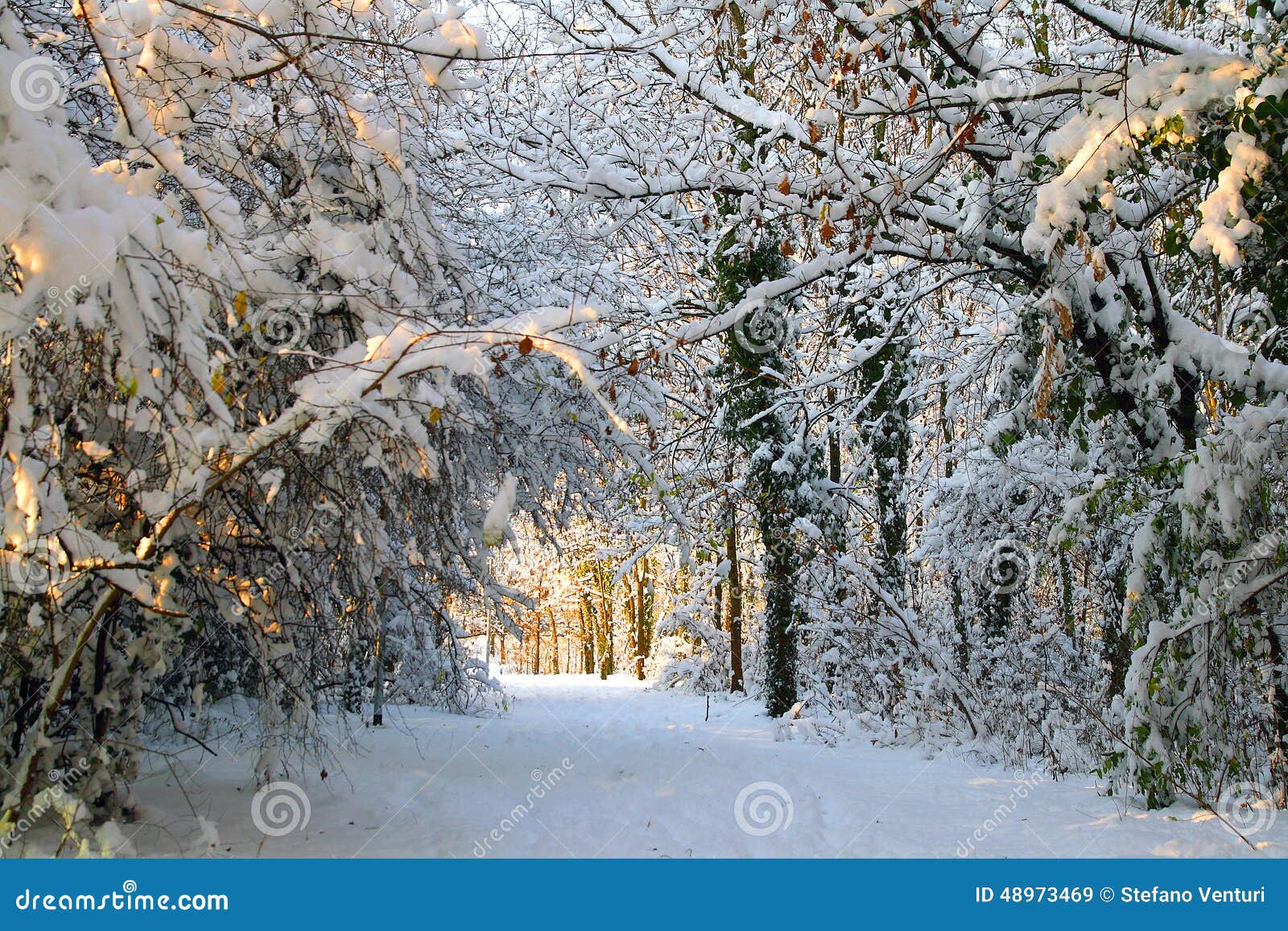 Winter in the park stock image. Image of forest, frozen - 48973469