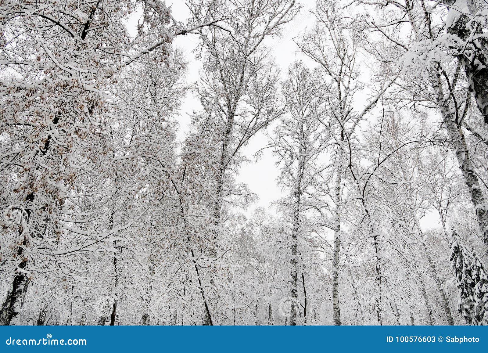 Winter Park Landscape stock image. Image of covered - 100576603