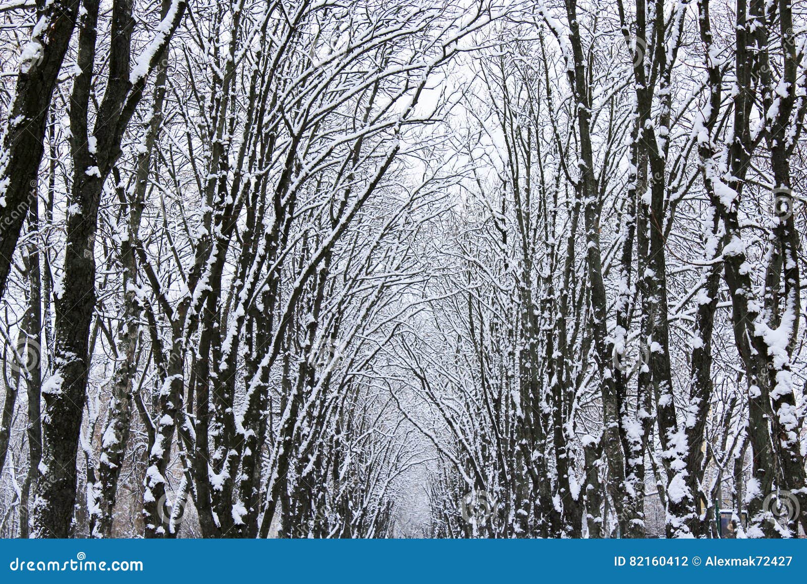 Winter Park with Many Big Trees Stock Photo - Image of winter, outdoor ...