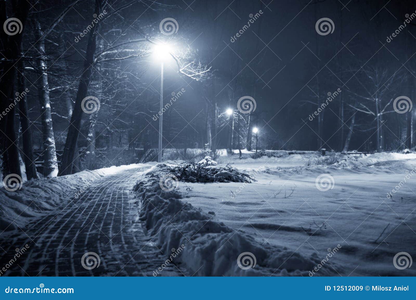 Winter park at night. stock image. Image of night, frost - 12512009