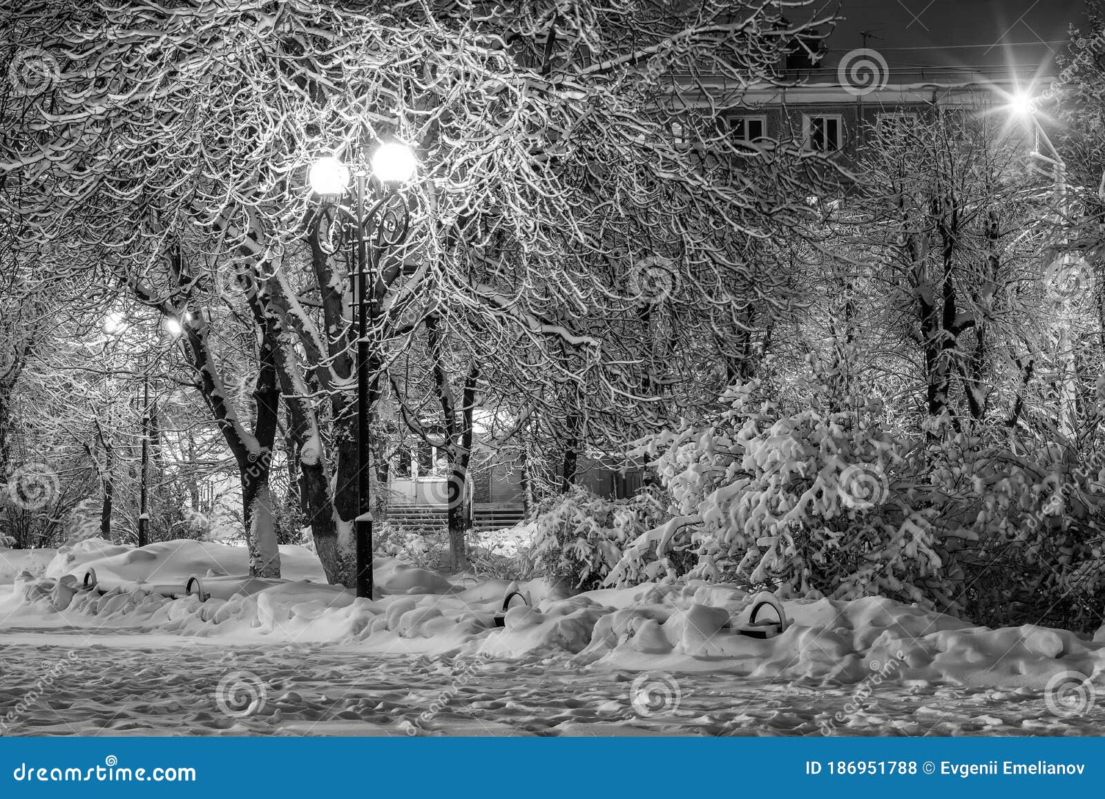 Winter park at night stock photo. Image of nature, february - 186951788