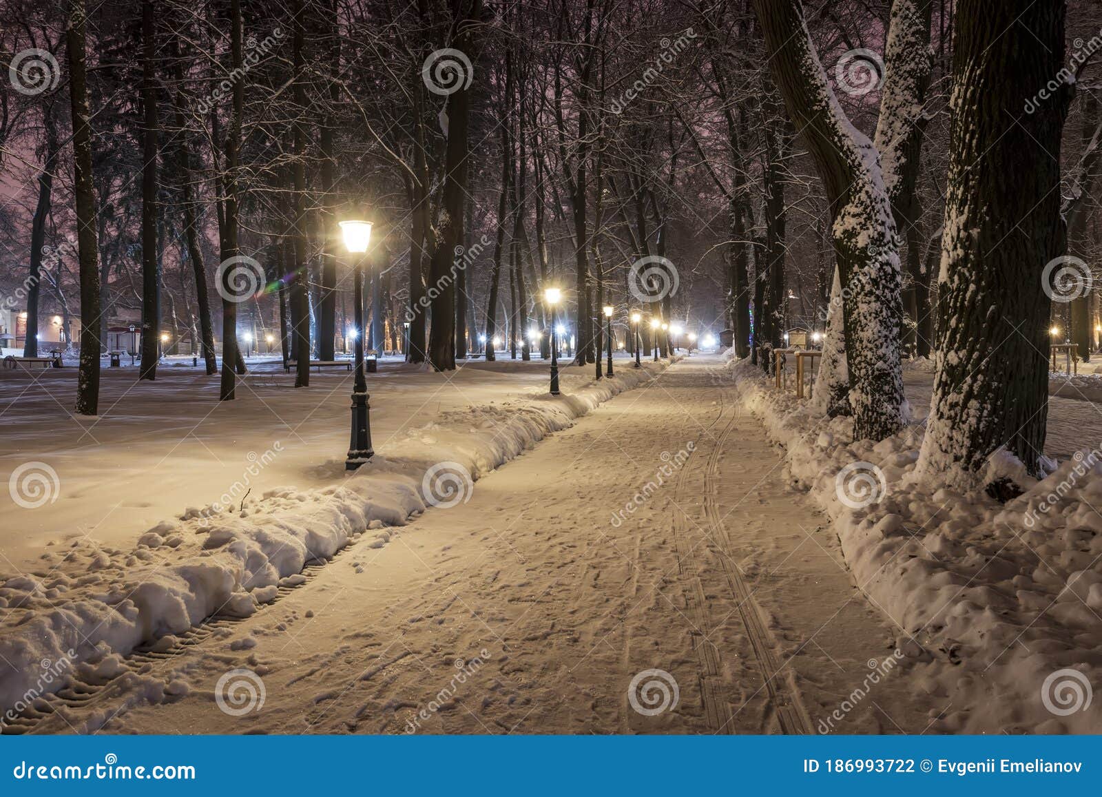 Winter park at night stock photo. Image of season, beautiful - 186993722
