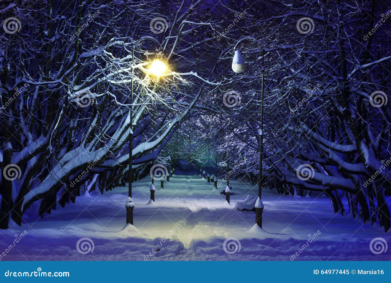 Winter park night scene stock image. Image of alley, empty - 64977445