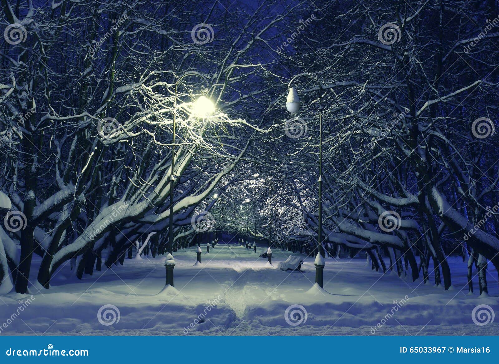 Winter park night scene stock image. Image of beautiful - 65033967