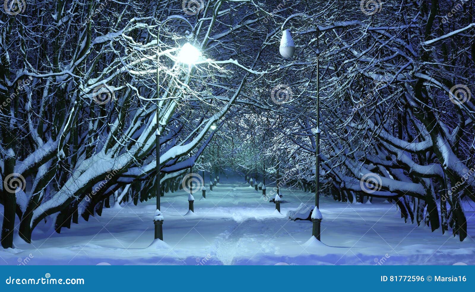Winter Park Night Scene stock photo. Image of alley, fairy - 81772596