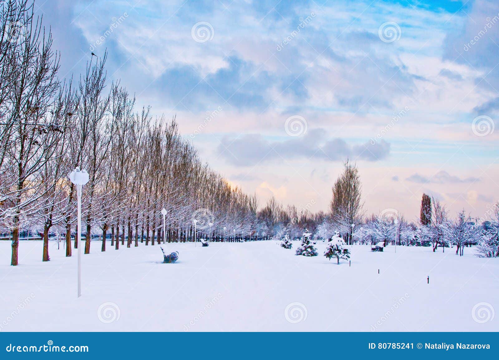 Winter Park Perspective Row Trees Dramatic Cloudy Sky Snow Stock Photos ...