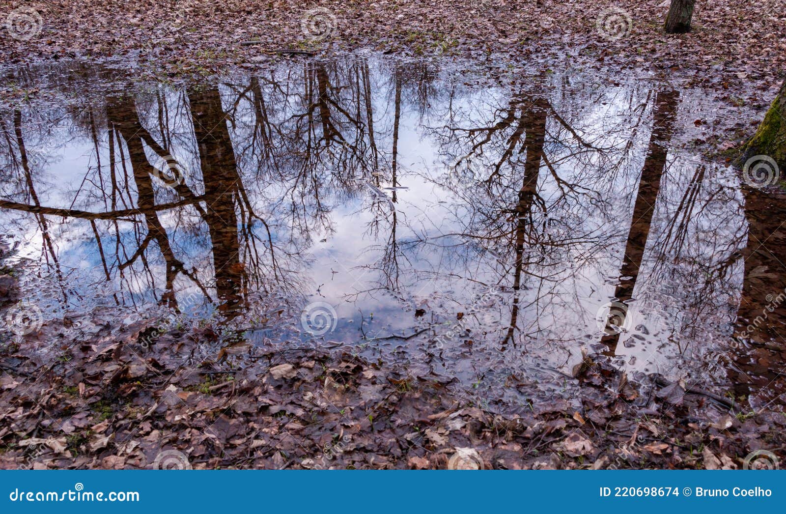 Winter Park Puddle stock photo. Image of seasons, leaves - 220698674