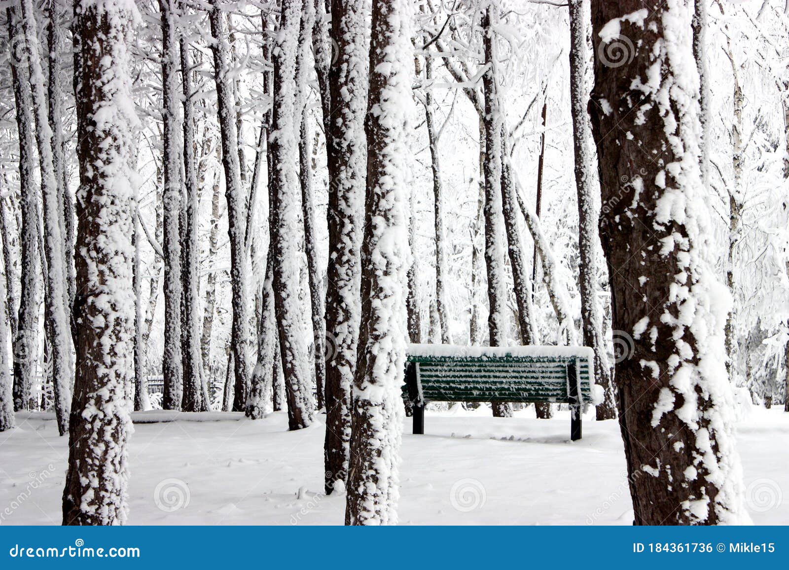 In the winter park stock photo. Image of landscape, frosty - 184361736