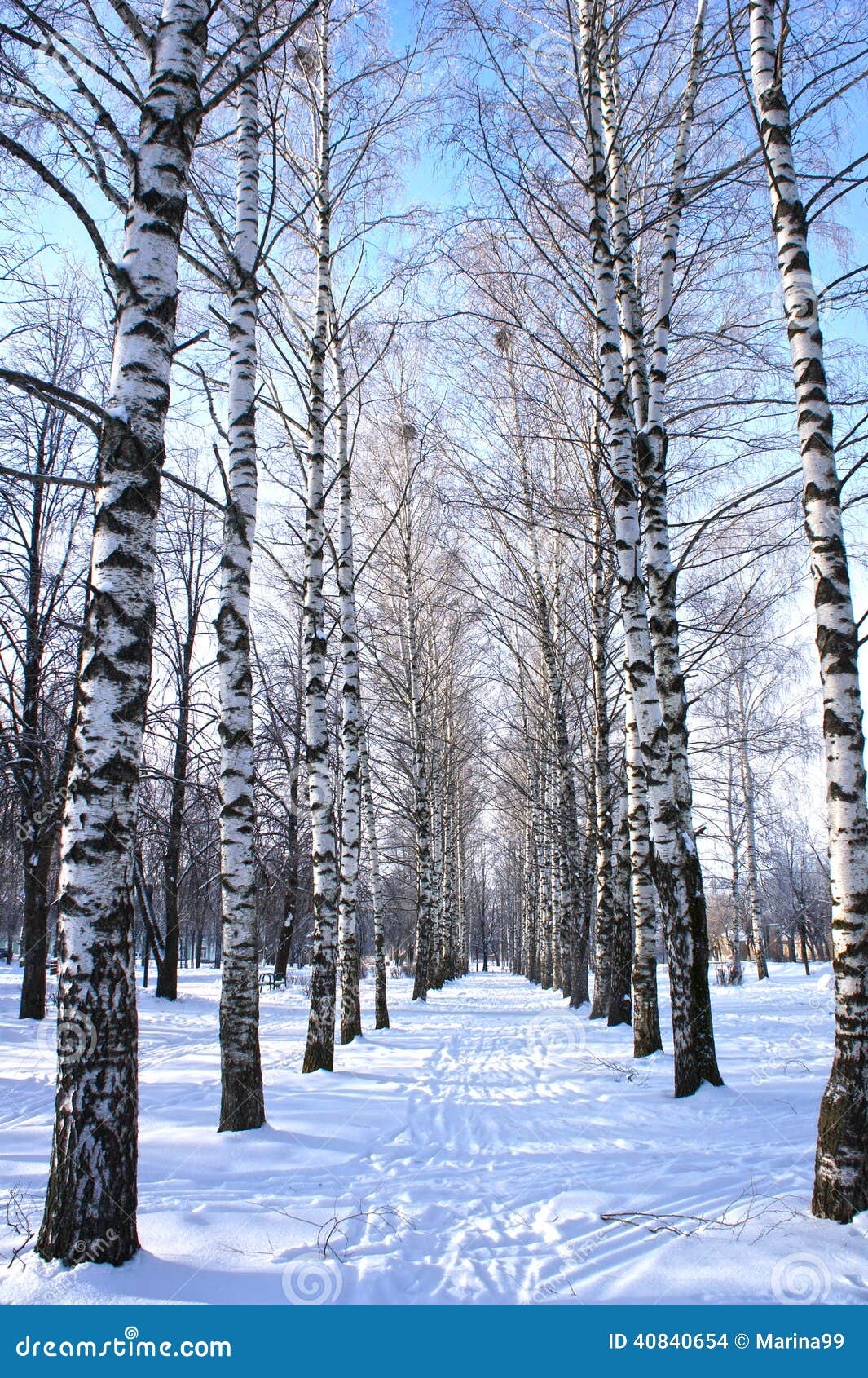 Winter Park, Scenery with Trees Birch with Covered Snow Branches Stock ...