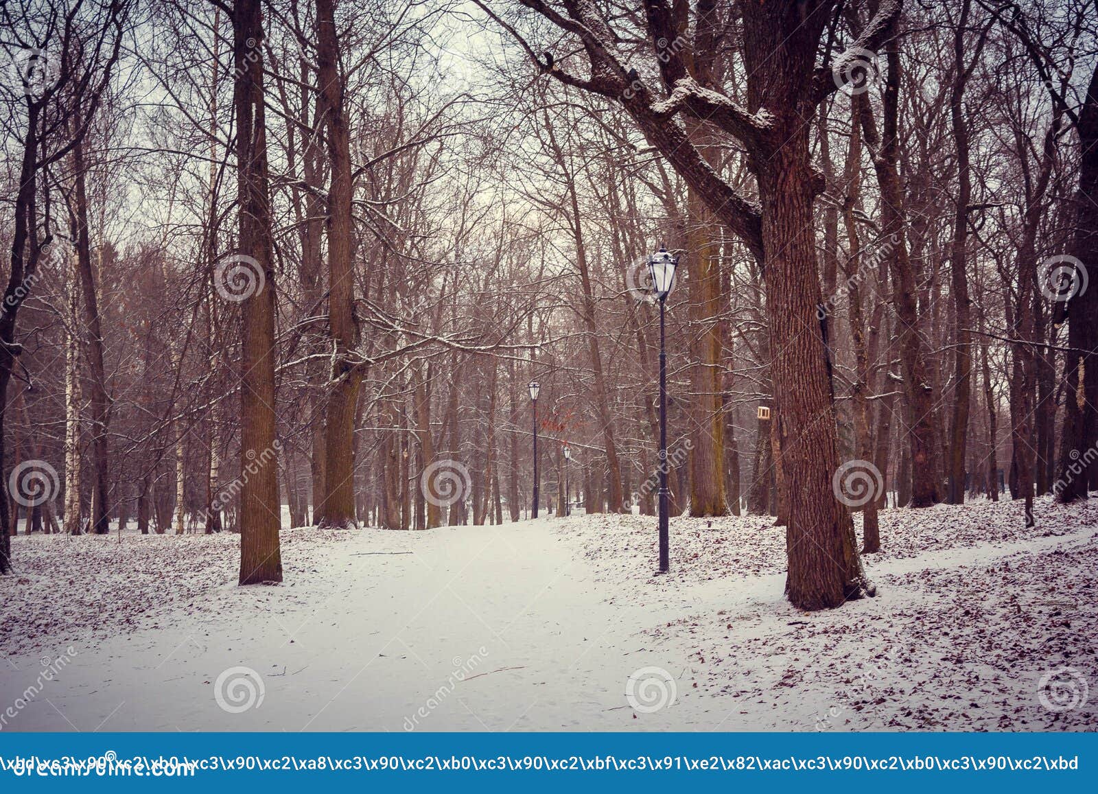 Winter park stock image. Image of frozen, park, beauty - 83497829