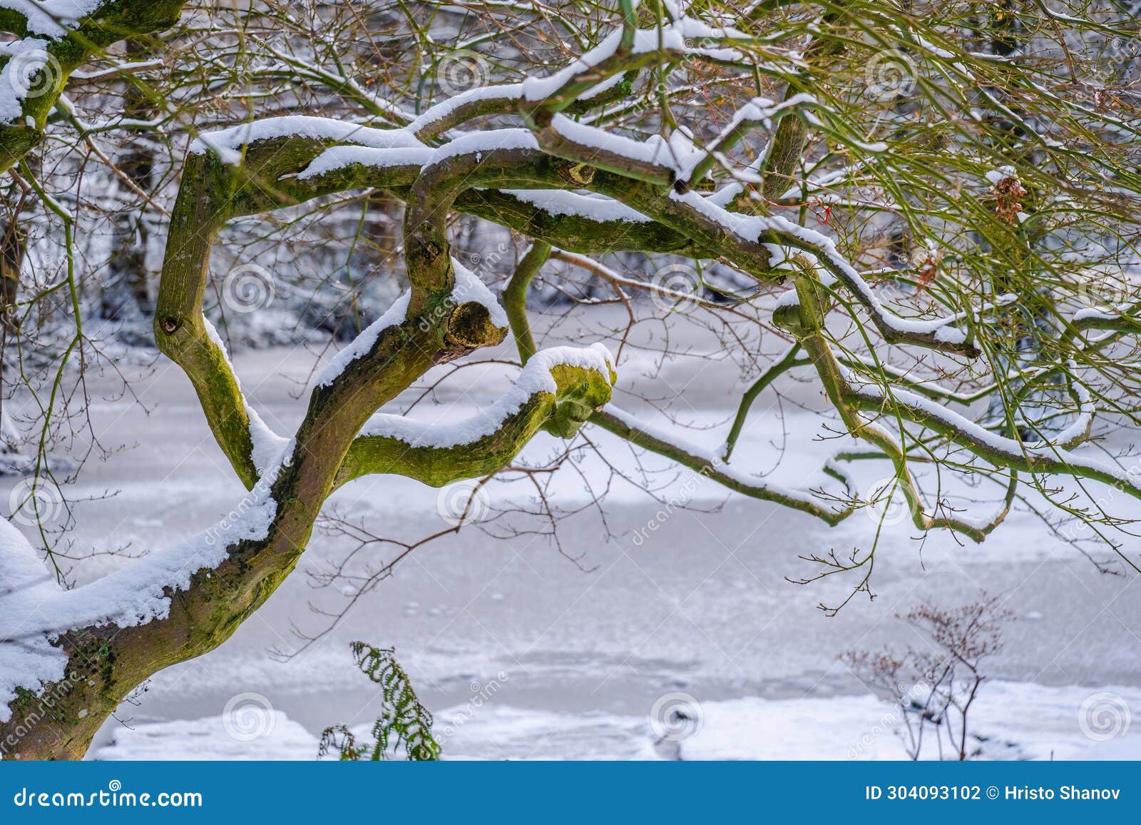 Winter in Park, Snow Fairy Tail Stock Photo - Image of beautiful ...