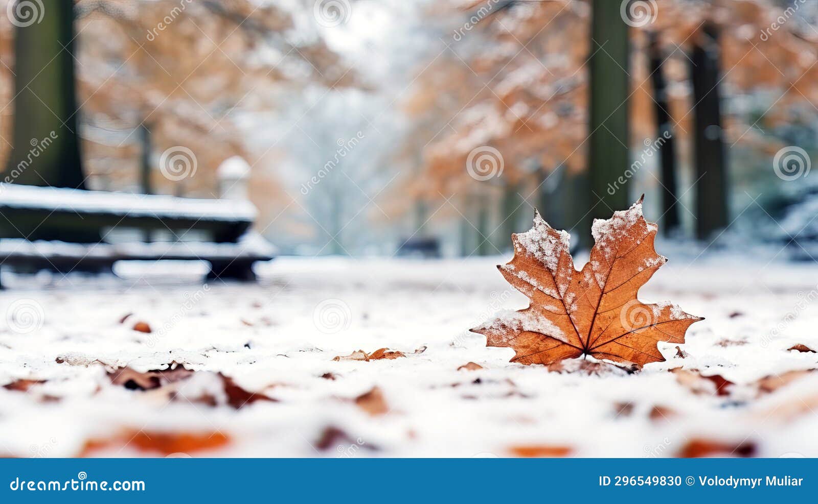 Winter Park with Snowy Trees and Maple Leaf on the Ground Stock Photo ...
