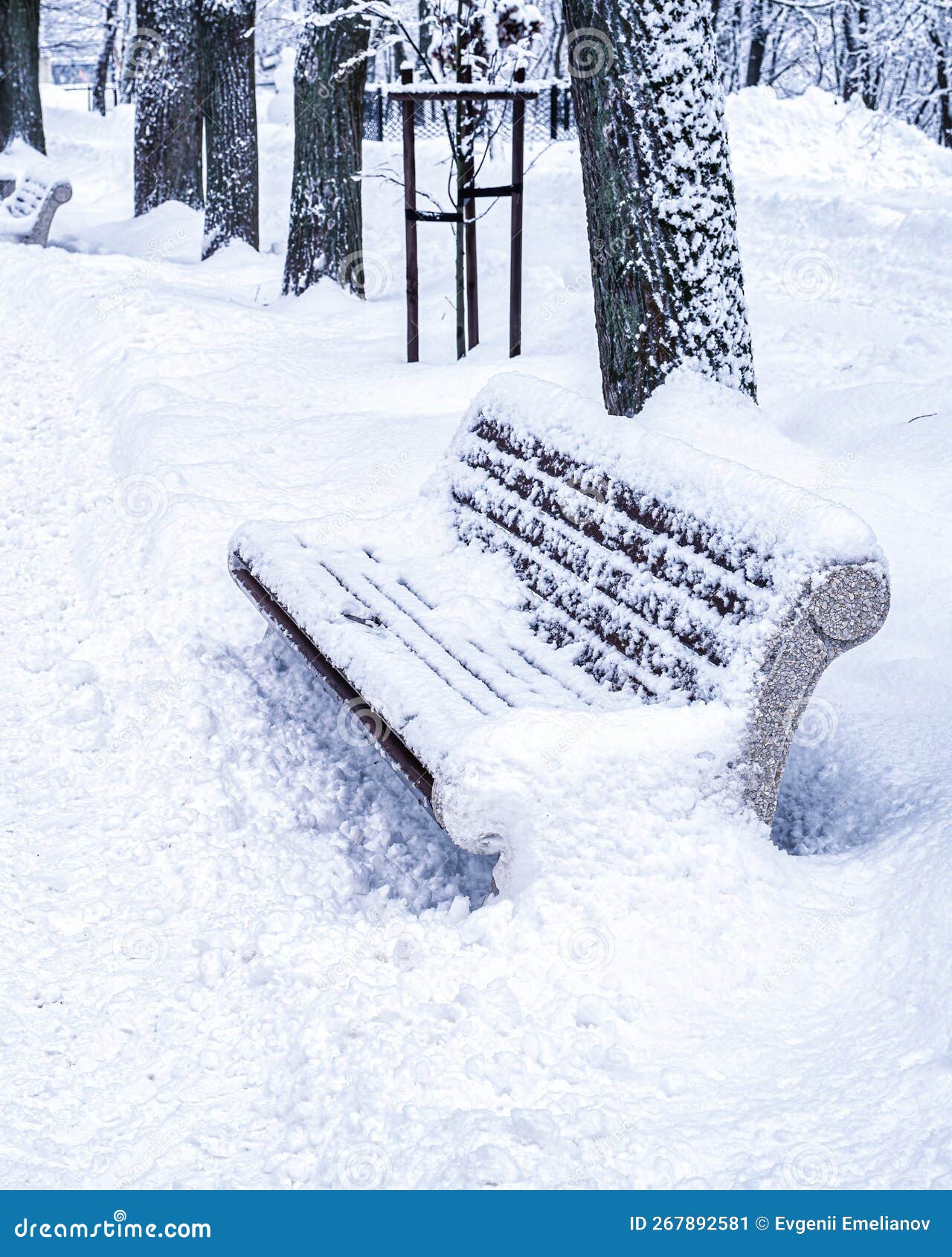 Winter Park with Trees and Pavement Covered with Snow after a Snowfall ...