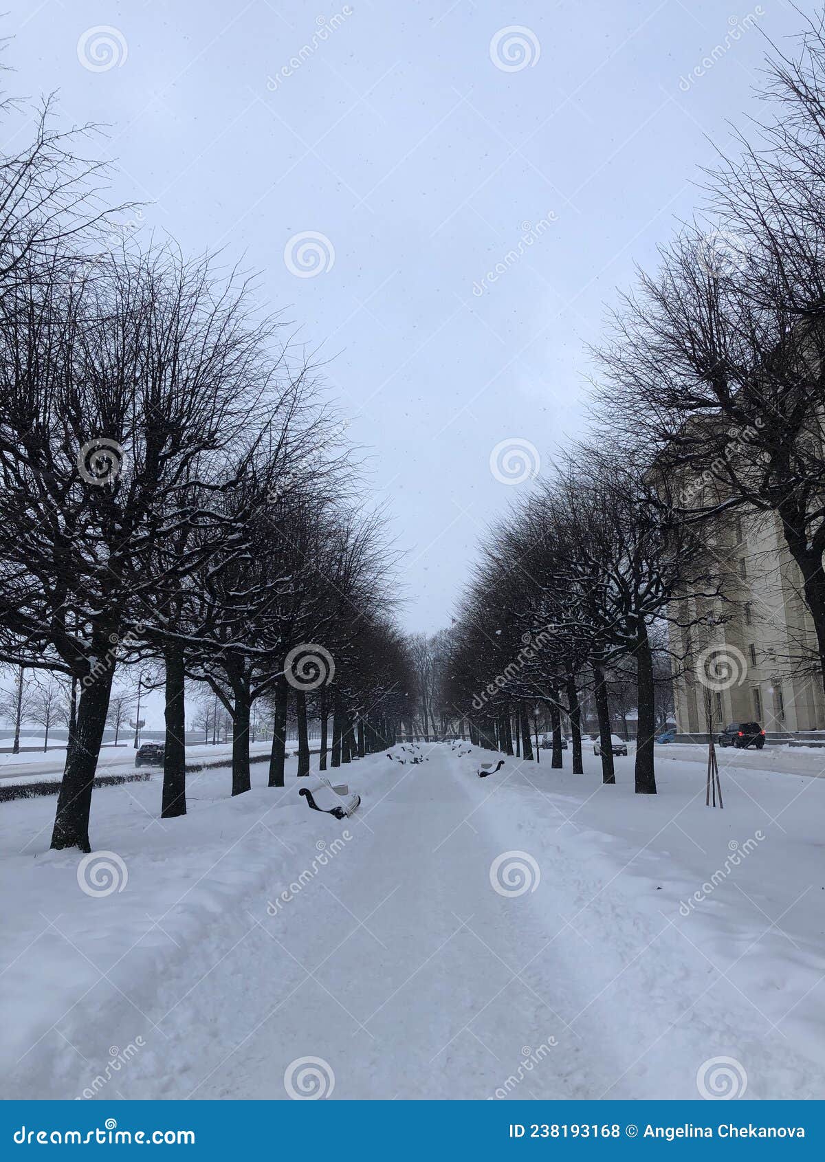 Winter park with trees stock photo. Image of season - 238193168