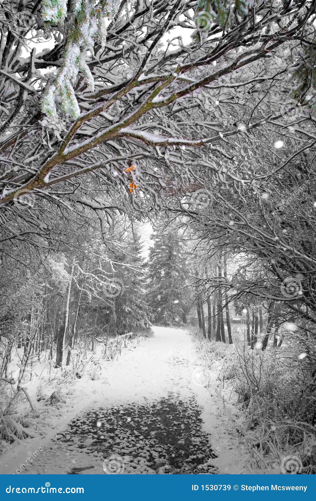 Winter path stock image. Image of cold, path, road, forest - 1530739