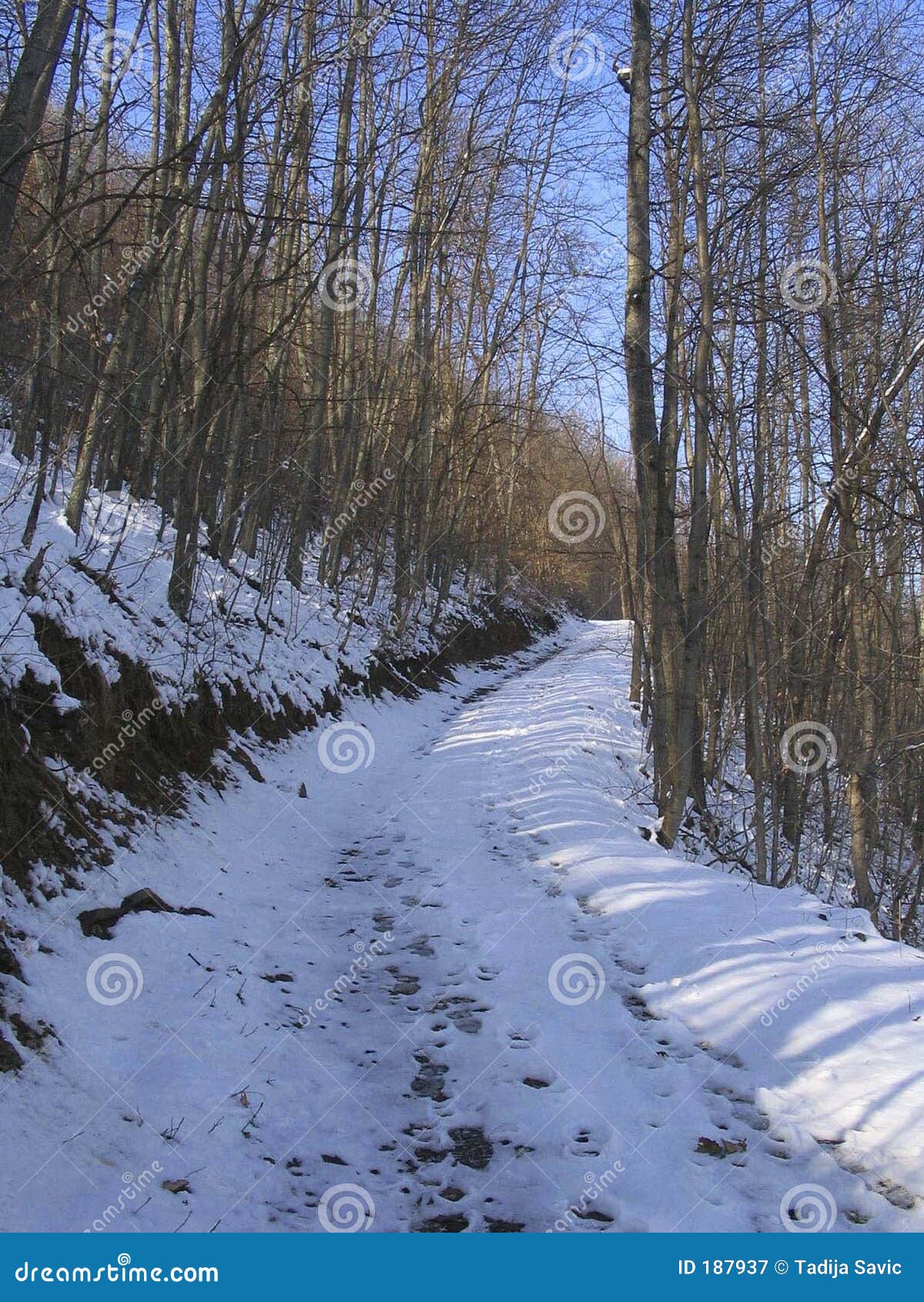 Winter path stock image. Image of wintertime, woodland - 187937