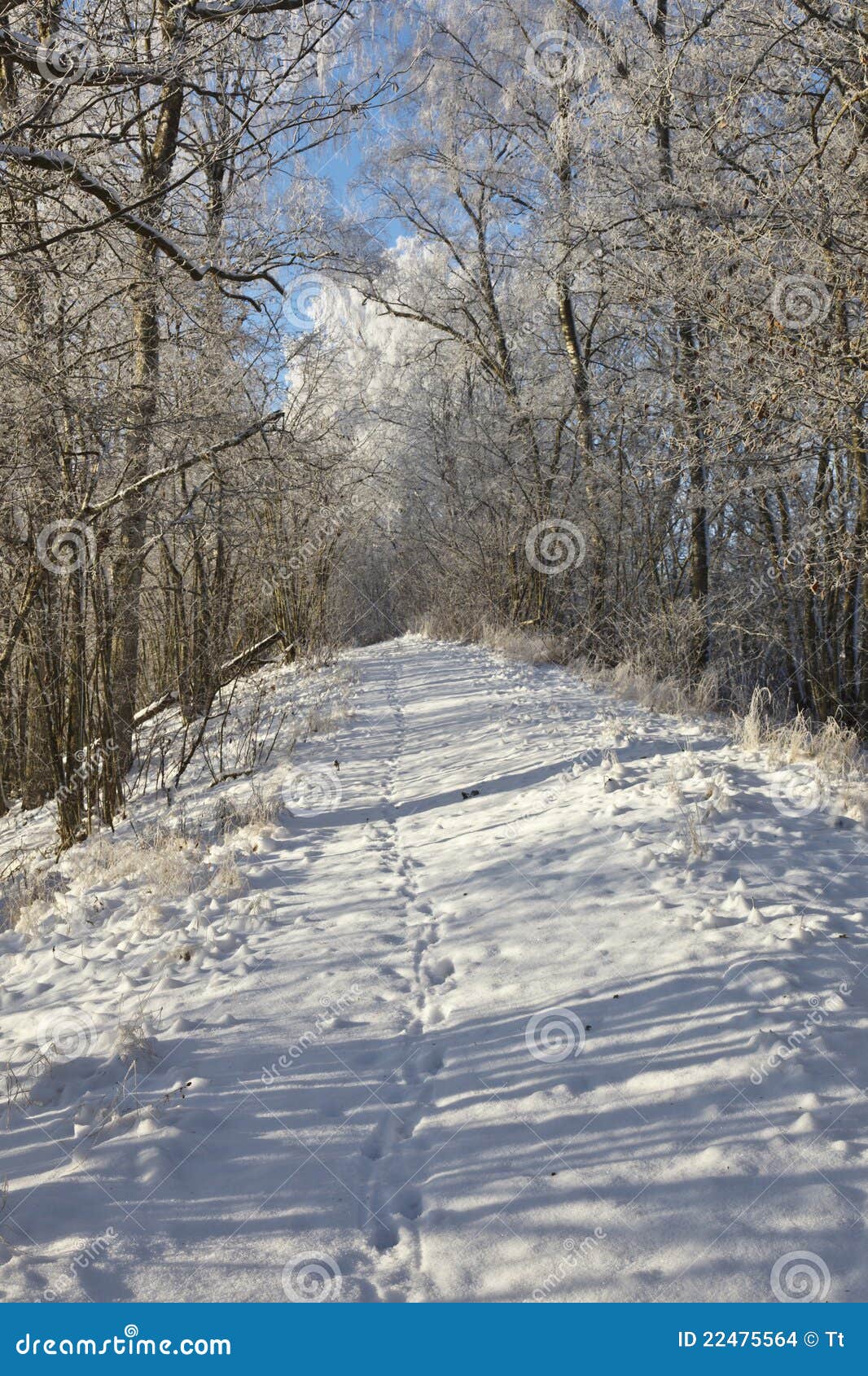 Winter path stock photo. Image of branch, tree, hoarfrost - 22475564