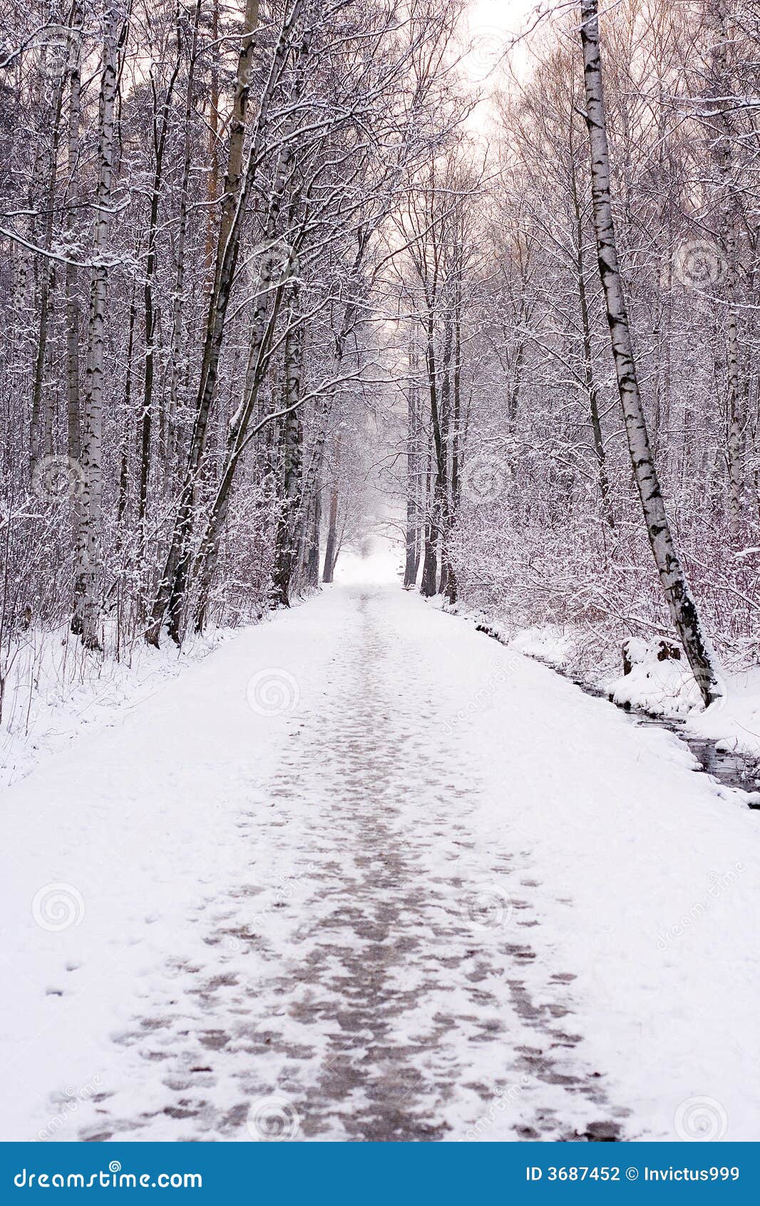 Winter path stock photo. Image of season, solitude, diminishing - 3687452