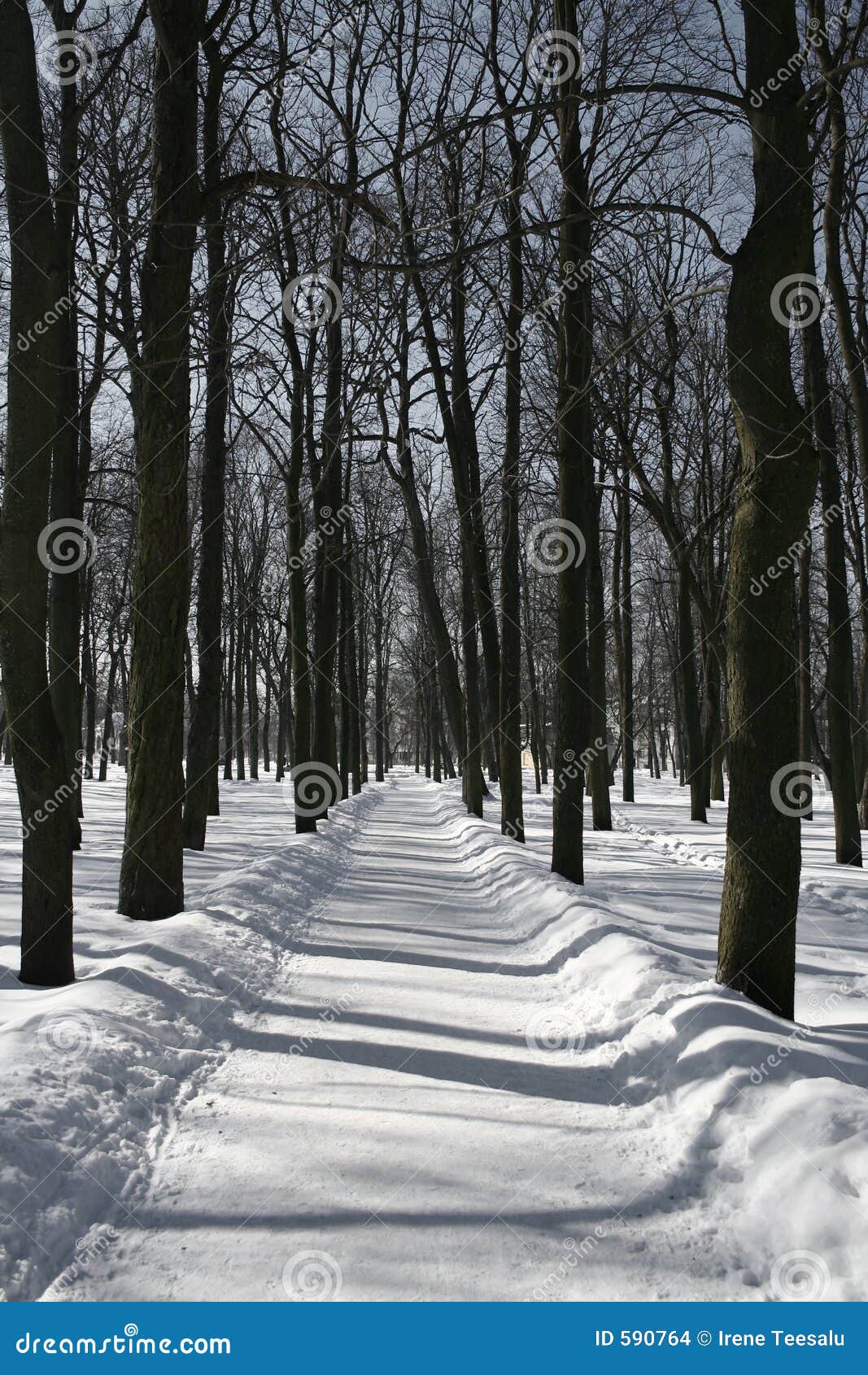 Winter path stock photo. Image of season, trees, branch - 590764