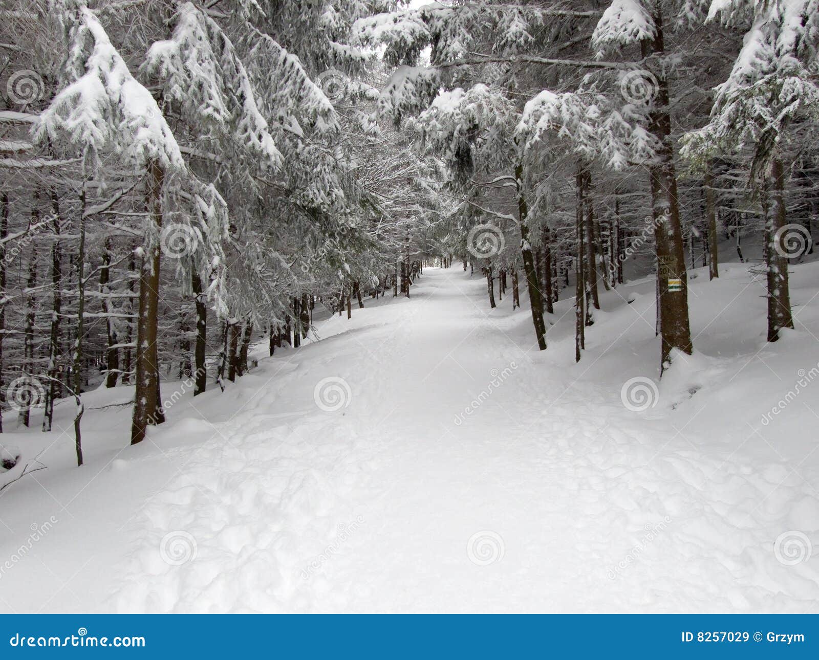 Winter path stock image. Image of scene, frost, wild, stand - 8257029