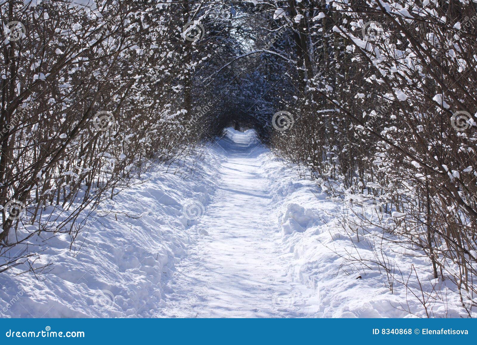 Winter path stock photo. Image of snow, plant, tree, sunlight - 8340868