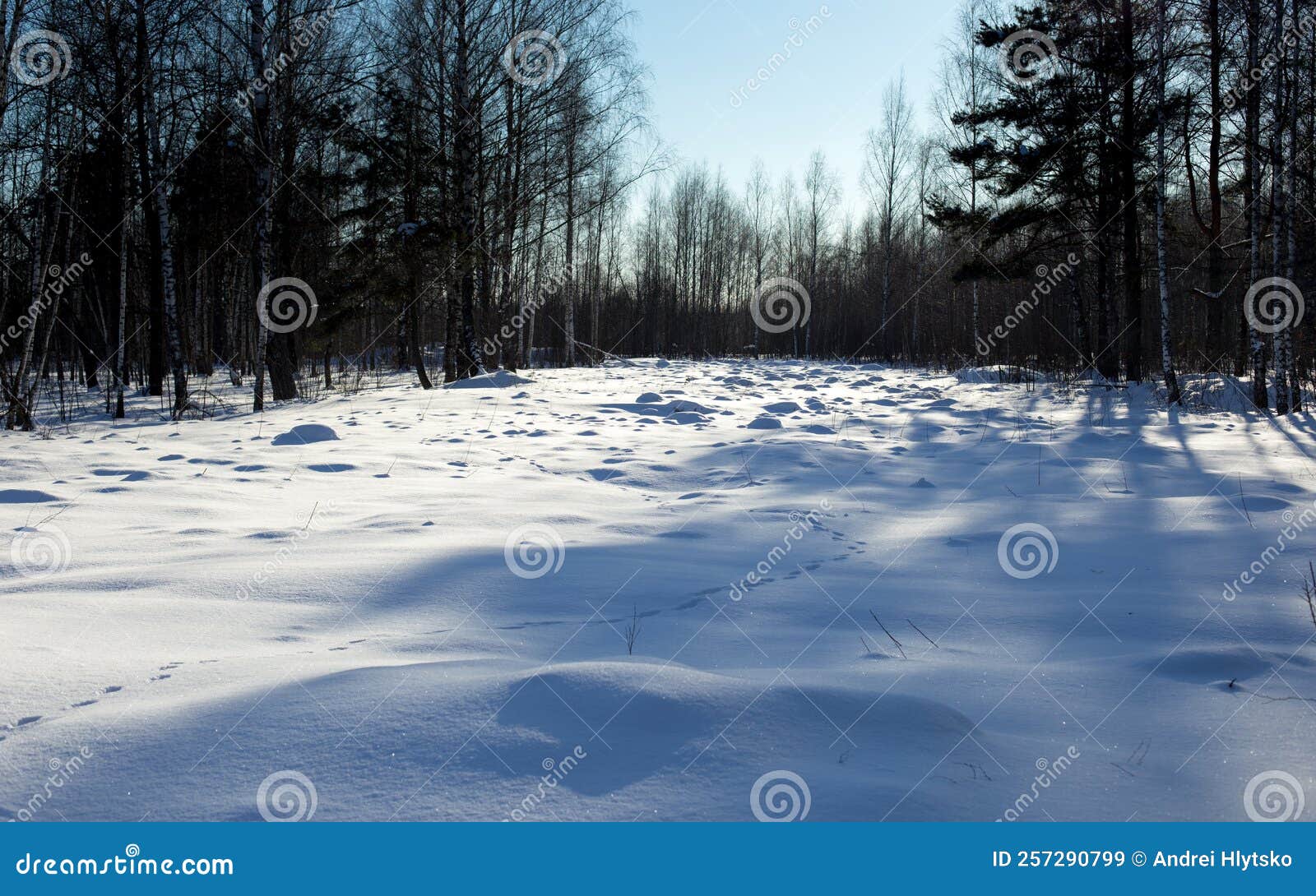 Path and Footprints in the Winter Forest Stock Image - Image of ...