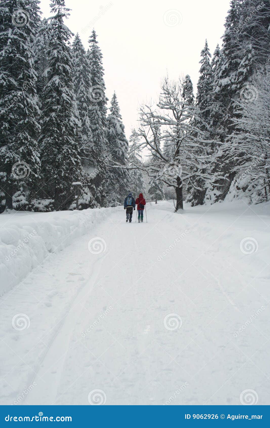 Winter path through forest stock photo. Image of solitude - 9062926
