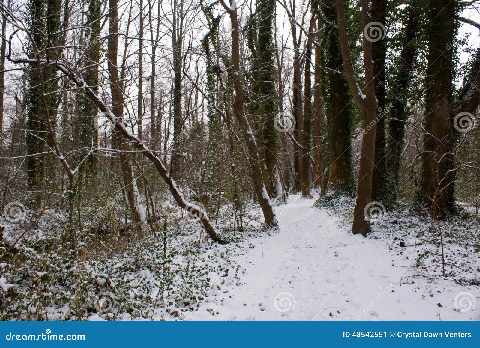 Winter Path stock image. Image of vines, green, chesapeake - 48542551