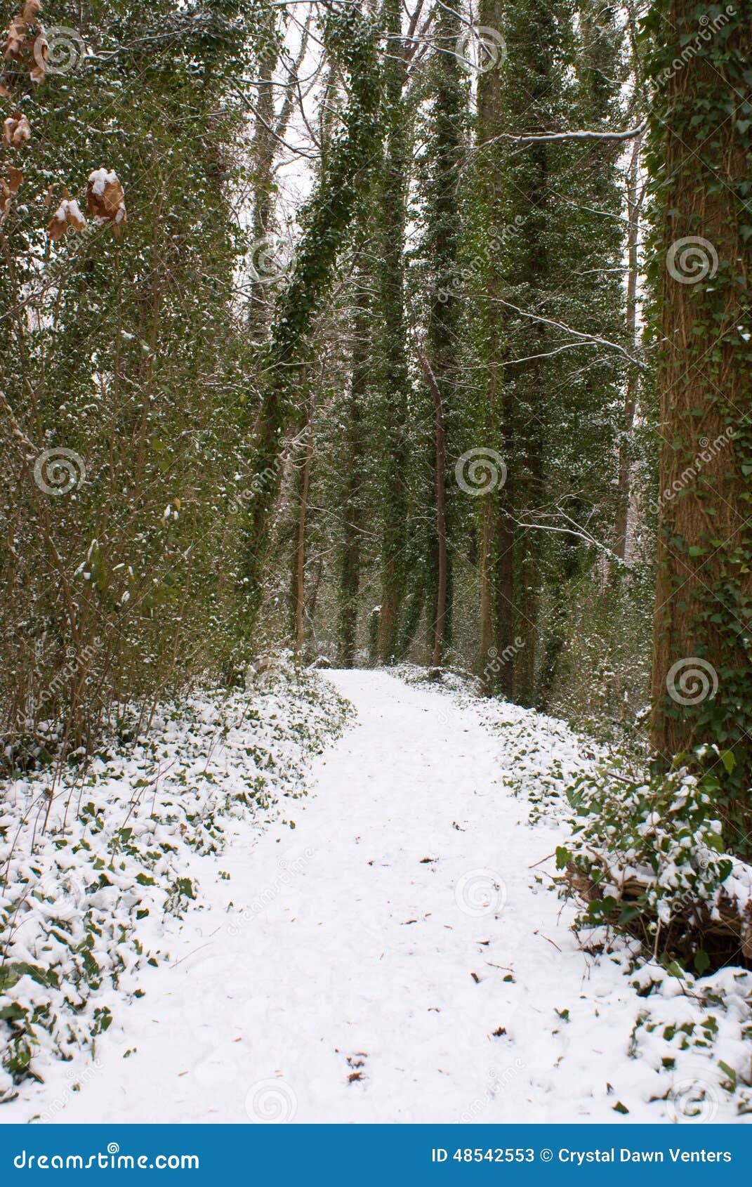 Winter Path stock image. Image of winter, trail, trees - 48542553