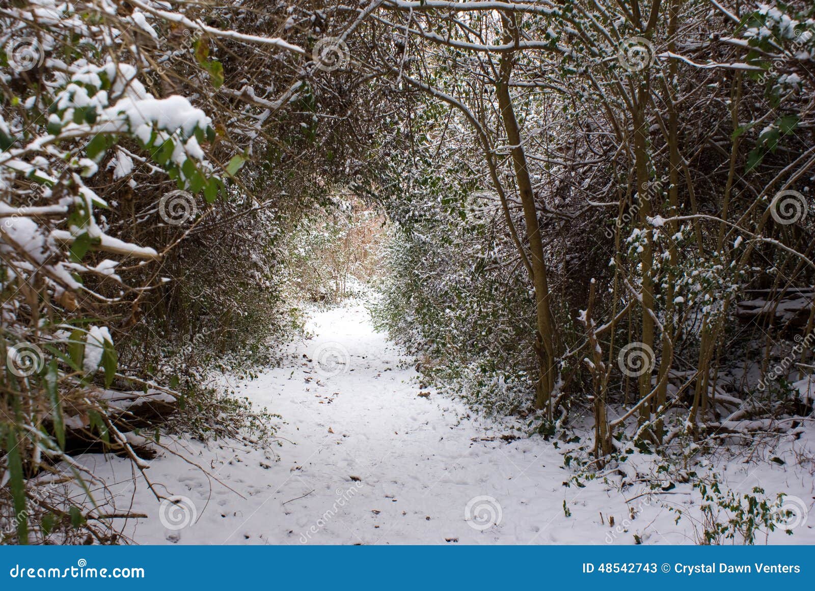 Winter Path stock image. Image of bushes, brown, snowflakes - 48542743