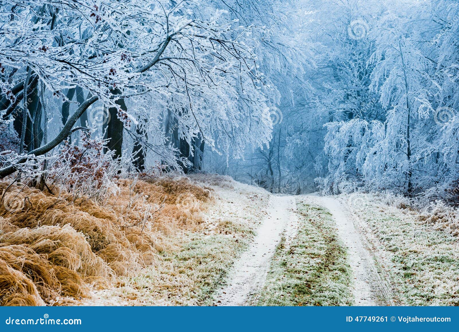 Winter Path Going through Frozen Forest Stock Image - Image of cold ...