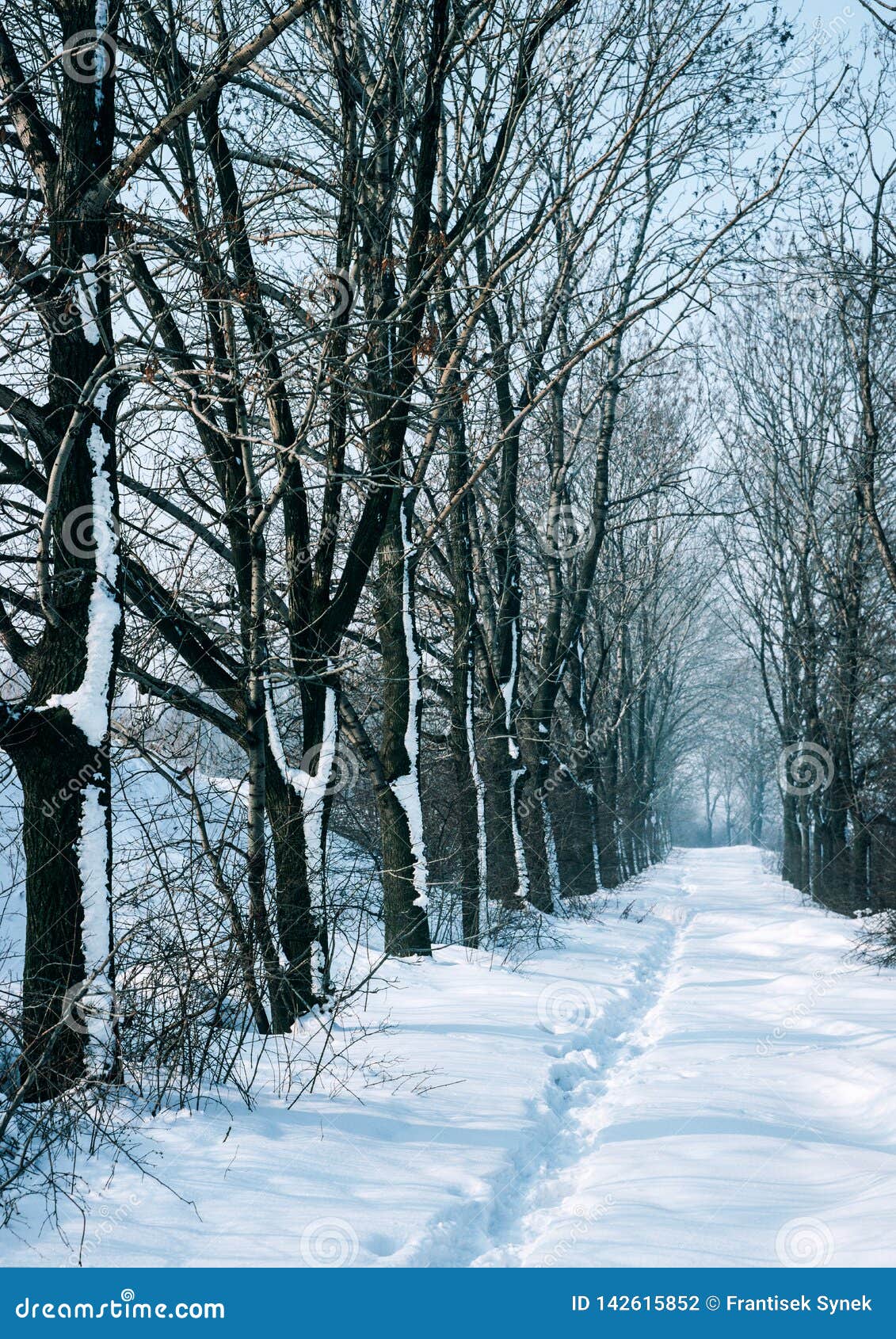 Winter path stock photo. Image of units, snowy, tree - 142615852