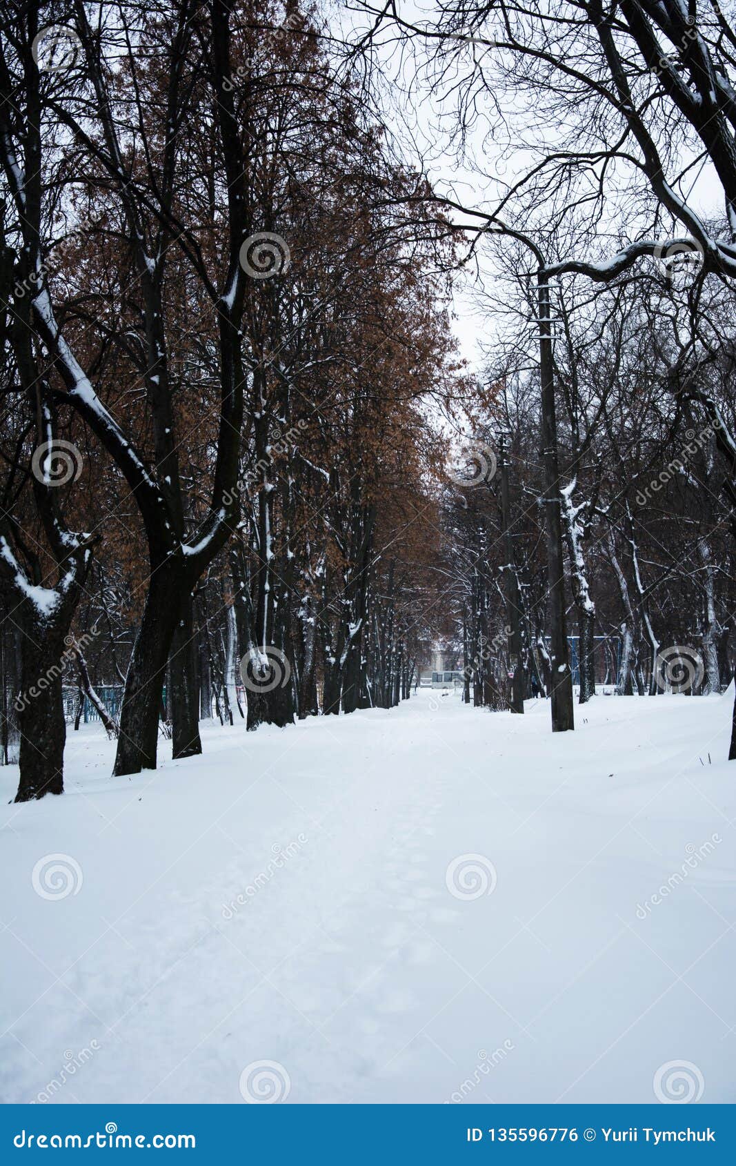 Winter Path in the Park with Rows of Trees Stock Photo - Image of snow ...