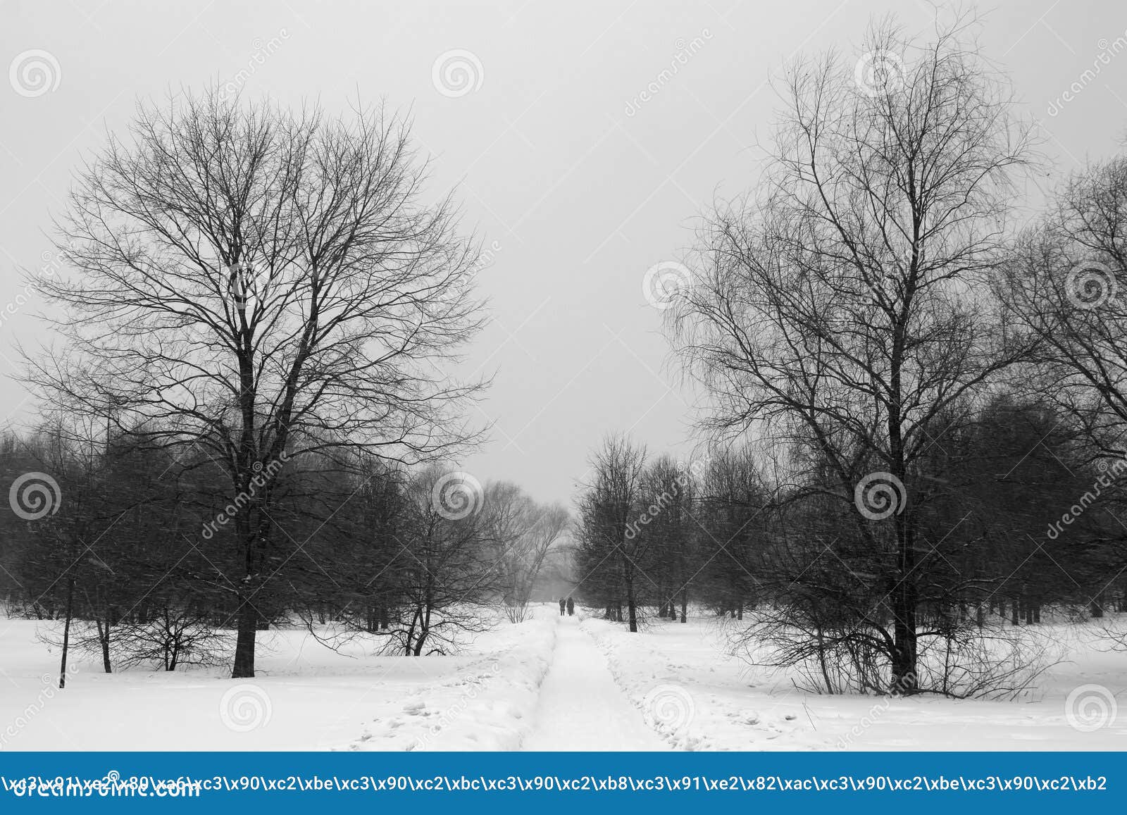 Winter Path in the Park among the Trees. Stock Photo - Image of track ...