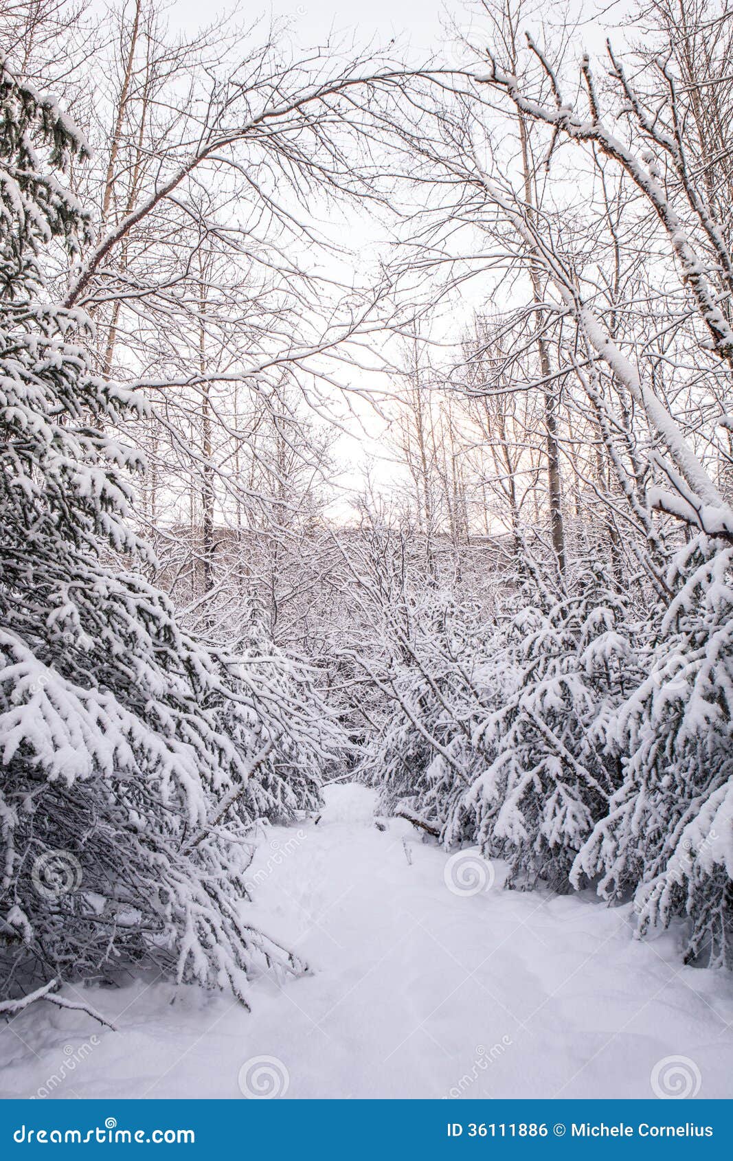 Winter Path stock photo. Image of nature, birch, path - 36111886