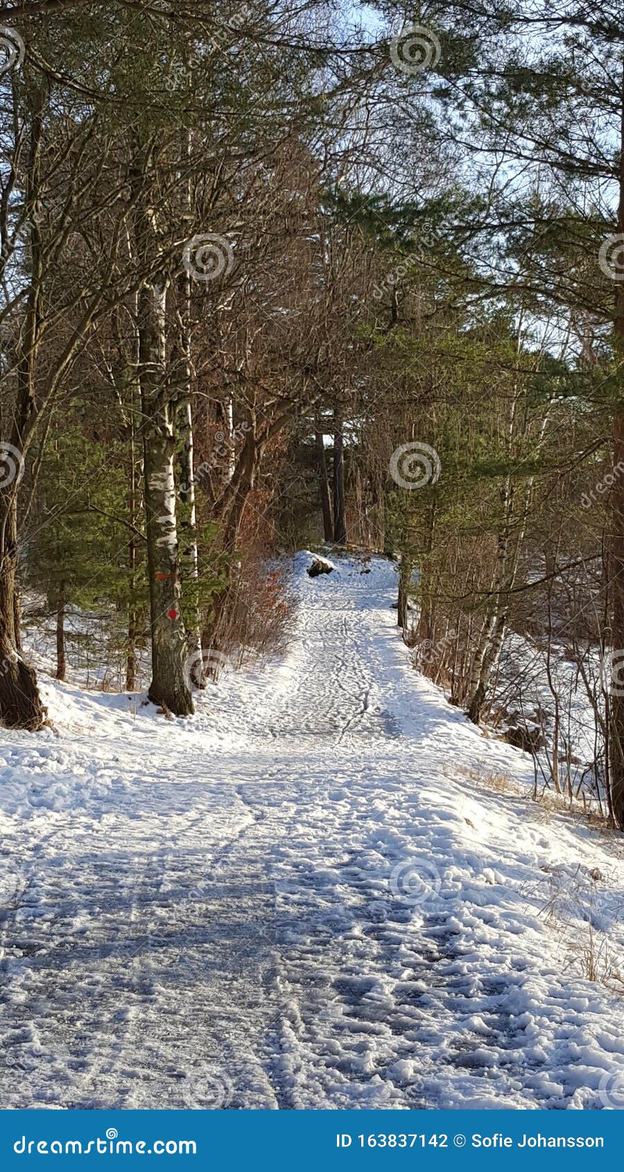 Winter path snow trees stock photo. Image of snow, trees - 163837142