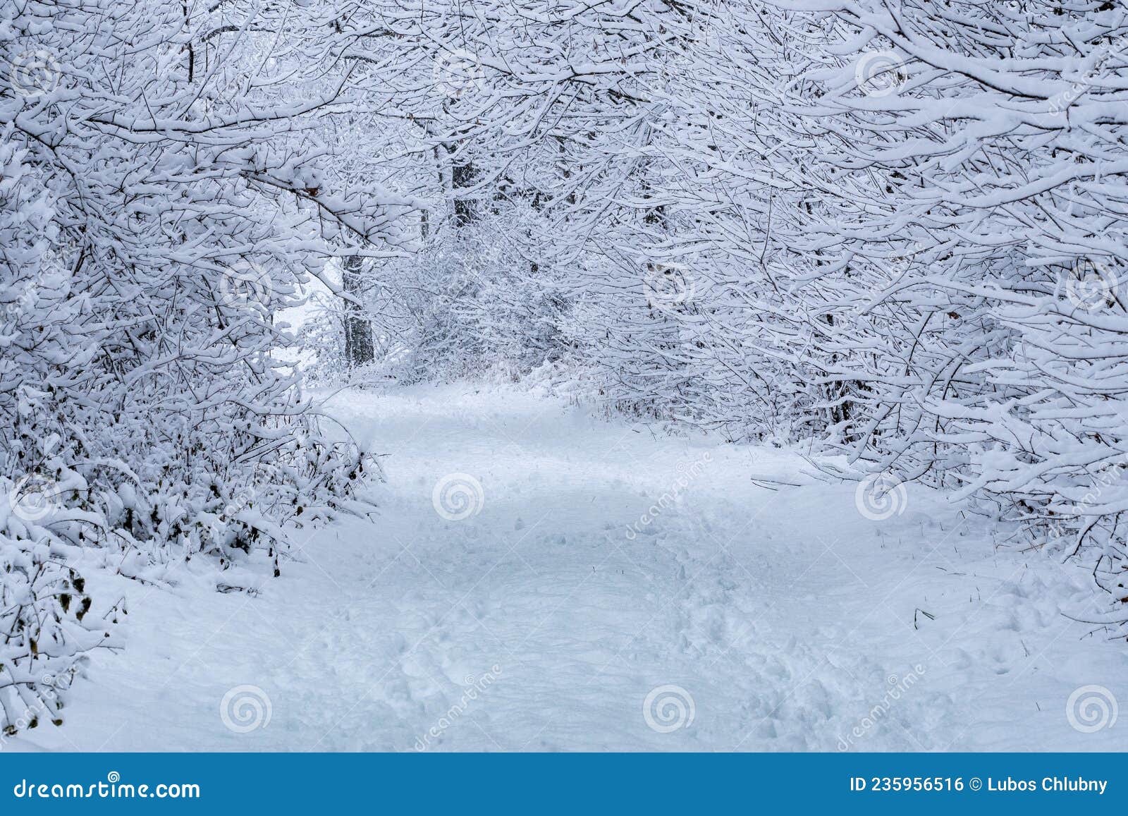 Winter Path. Snowy Road in the Forest Stock Photo - Image of forest ...