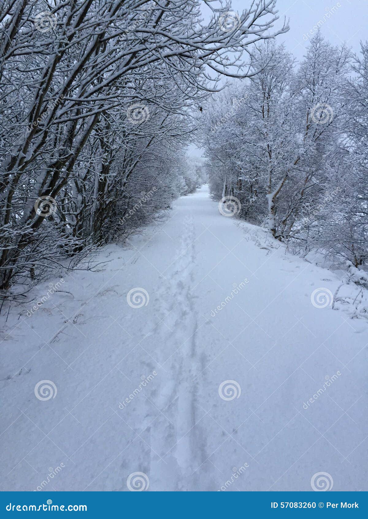 Winter path stock photo. Image of winter, forest, snow - 57083260