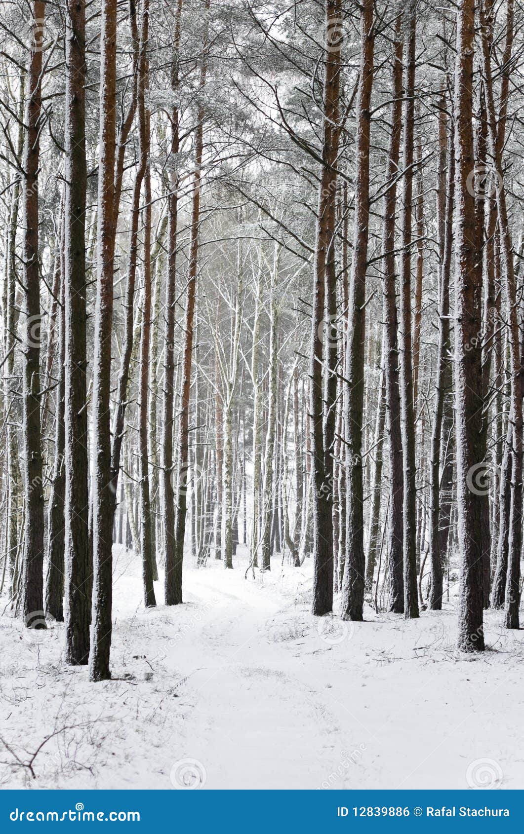 Winter Path in the Woods stock photo. Image of outdoor - 12839886